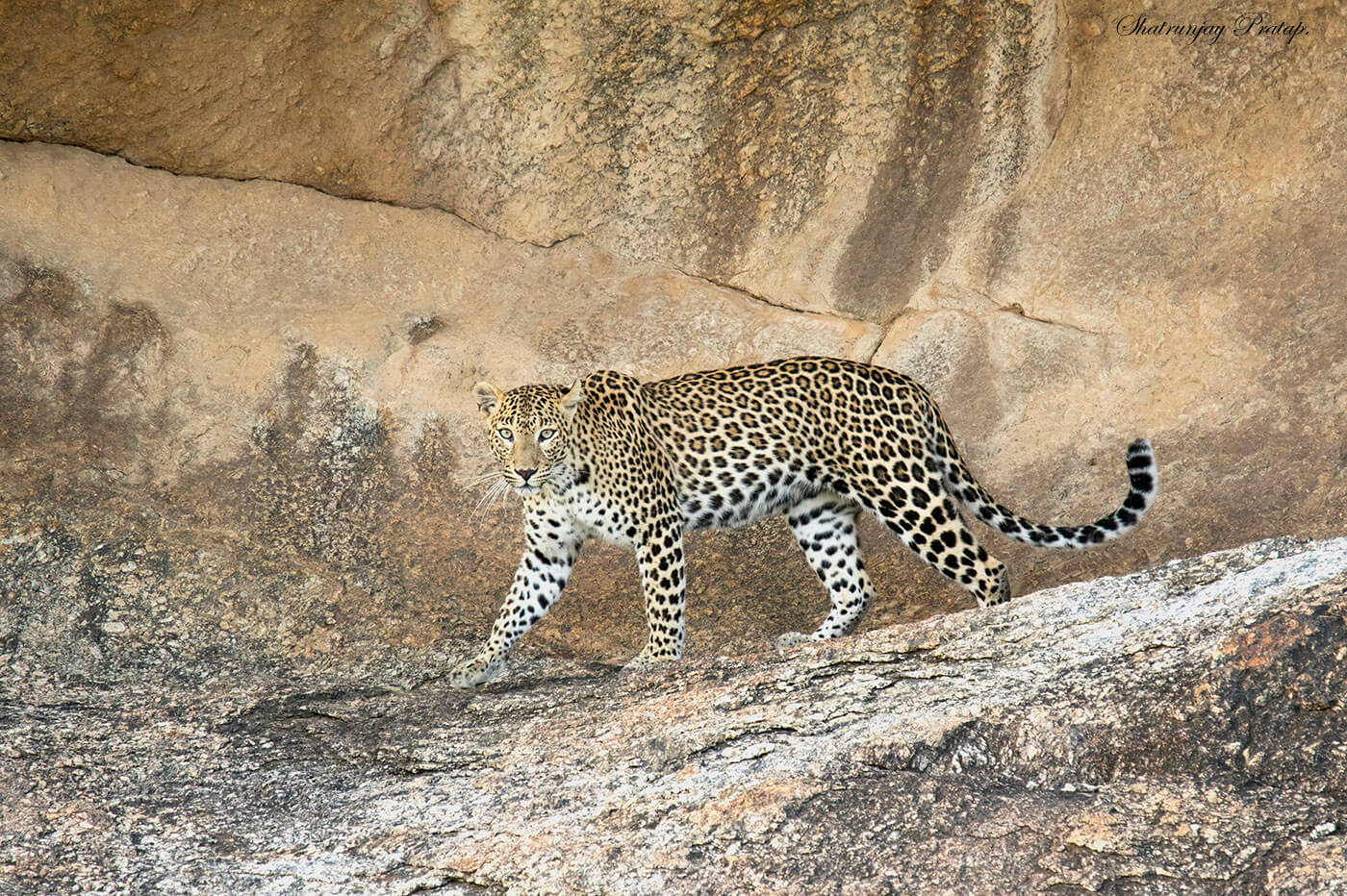 The Leopards & Shepherds of Bera - Travel Scope India